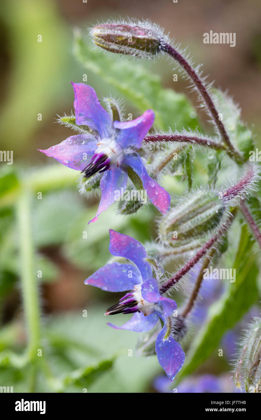 Close up of two newly opened flowers of the herb borage, Borago ...