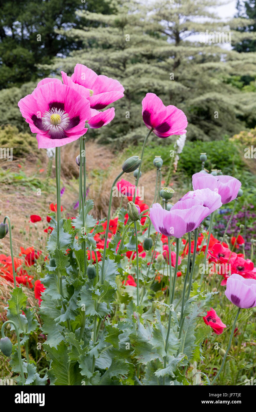 Pink Opium Poppy Flower