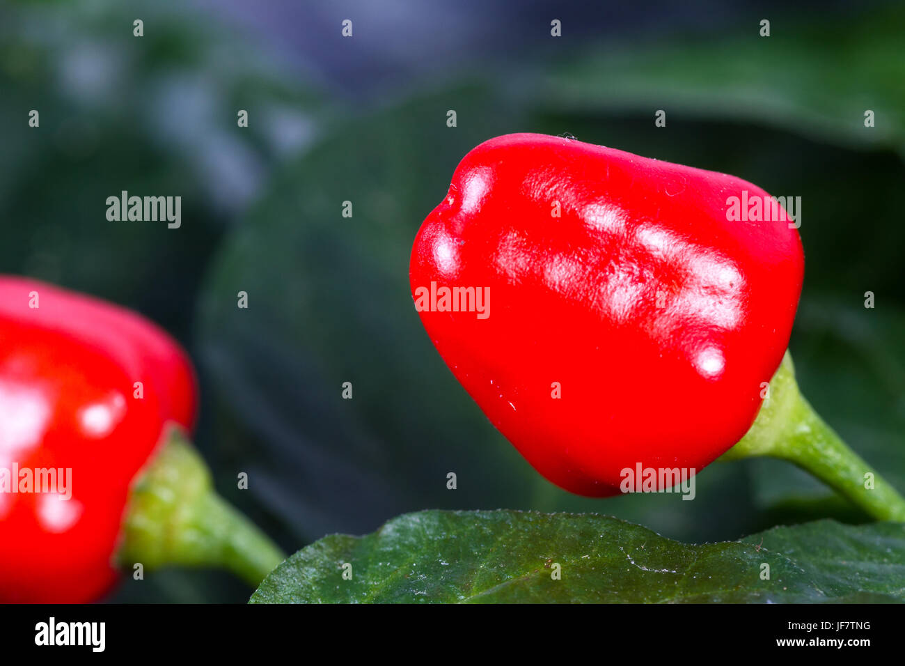 close up of a pepper plant with beautiful small peppers with a bright ...