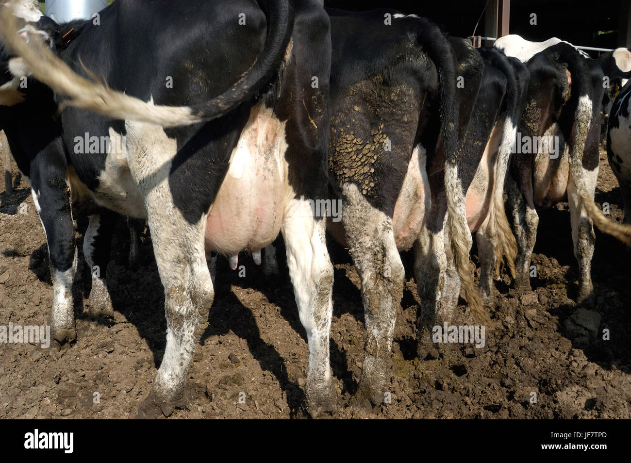 Backside of a few cows Stock Photo - Alamy