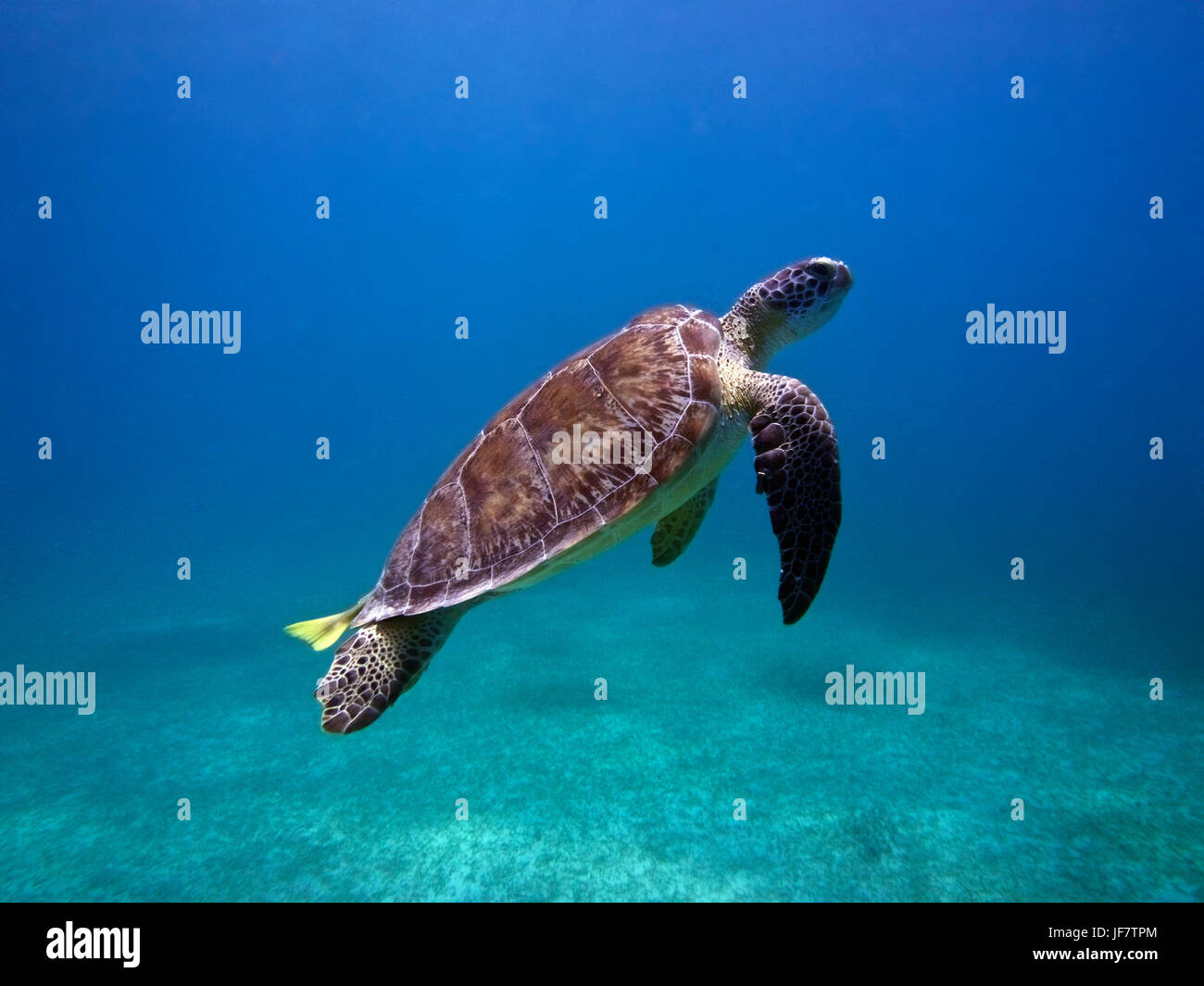 Green turtle coming up for air with his remora in necker island ...