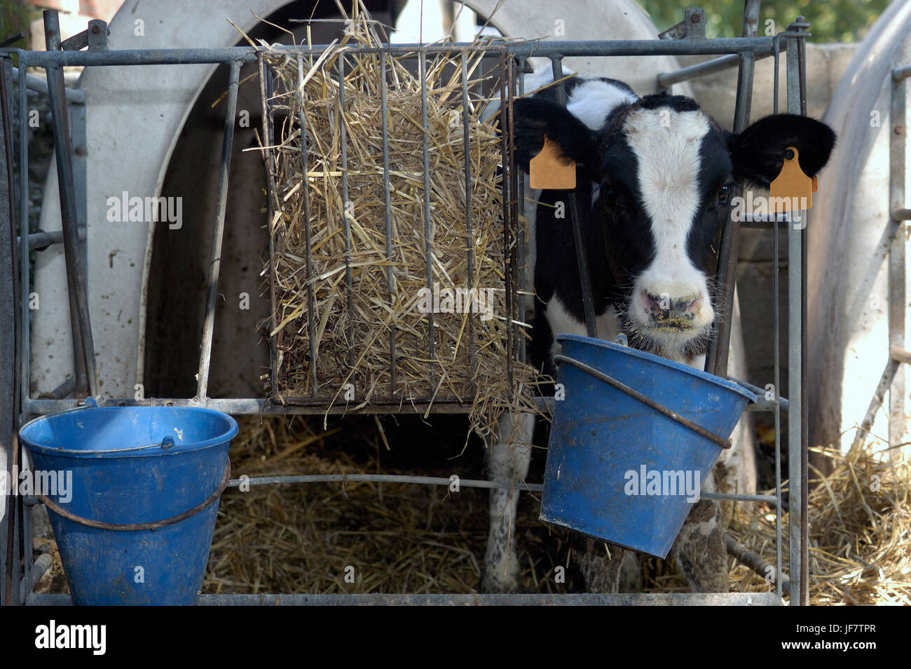 Whiteface Cattle Stock Photos & Whiteface Cattle Stock Images - Alamy