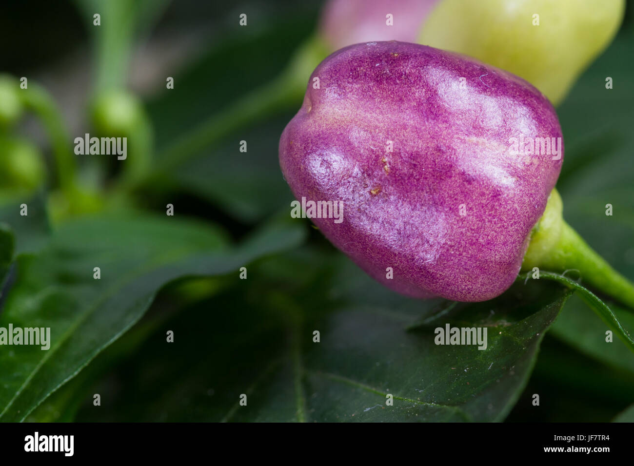 close up of a pepper plant with beautiful small peppers with a bright ...