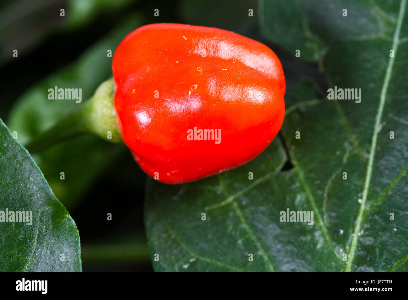 close up of a pepper plant with beautiful small peppers with a bright ...