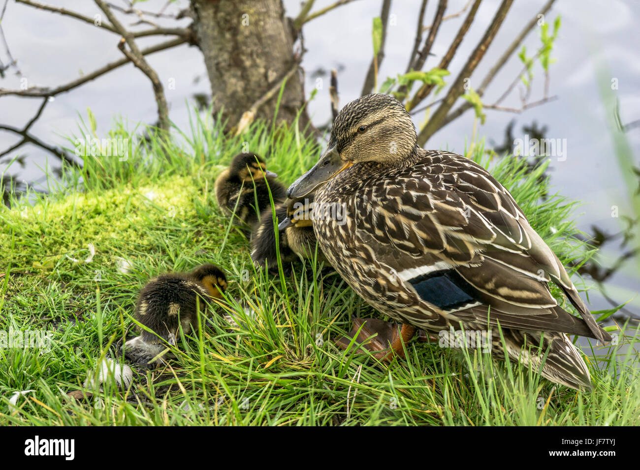 Duck with her little ones Stock Photo - Alamy