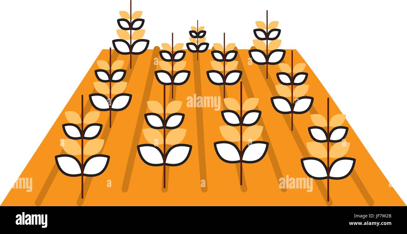 Young corn crop Stock Vector Images - Alamy