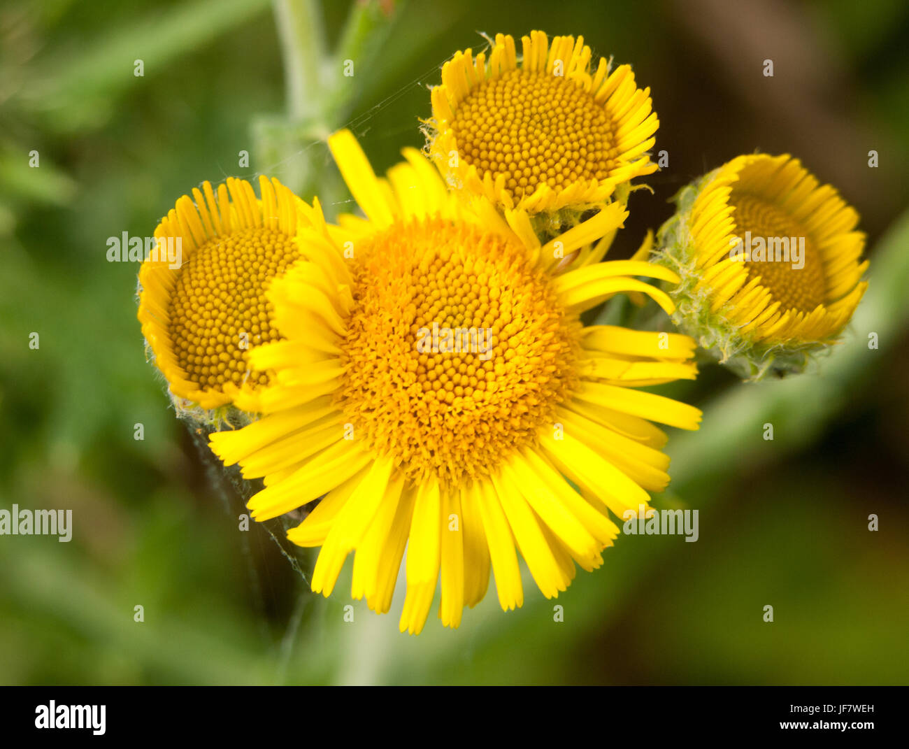 glowing yellow round lush sun flower head buds starting Stock Photo - Alamy