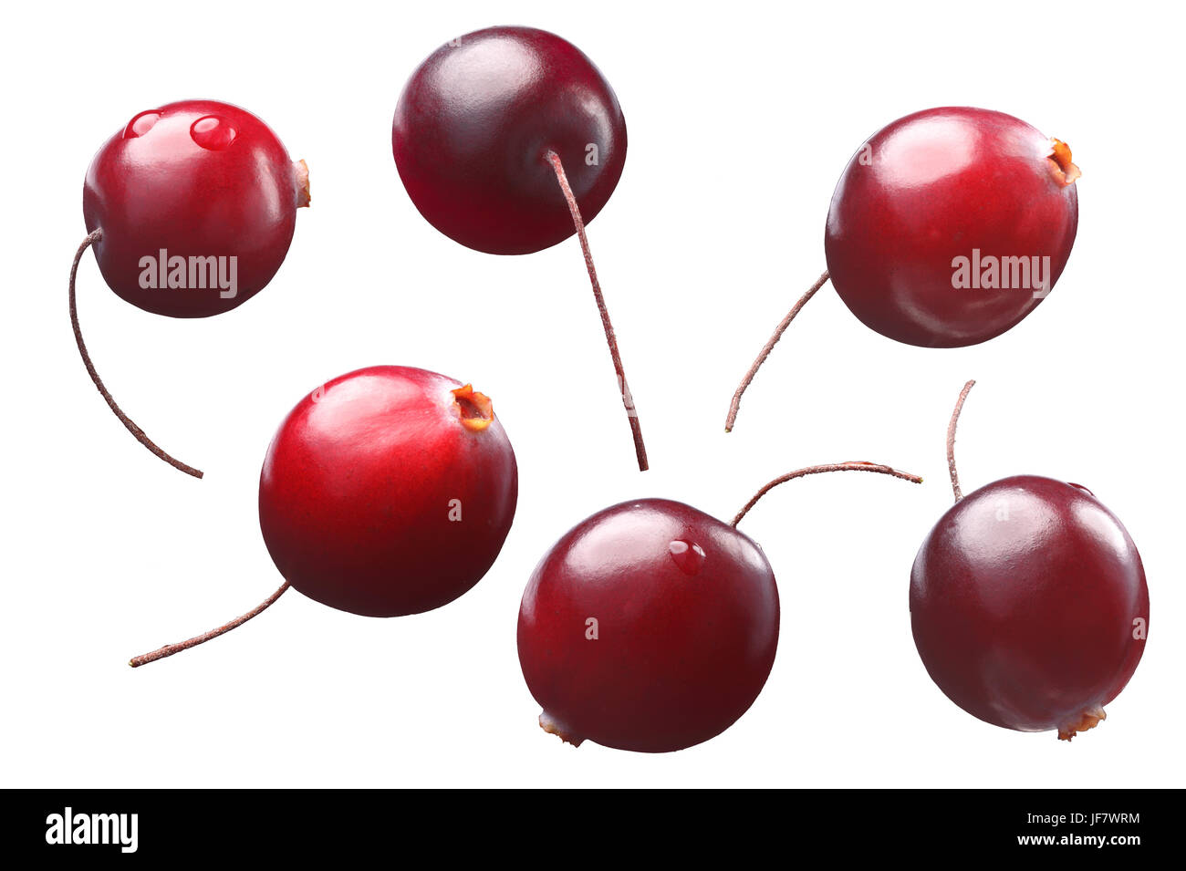 Pedicels hi-res stock photography and images - Alamy