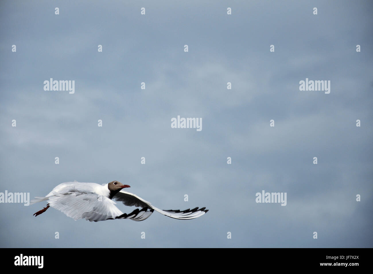 Black-headed gull (Larus ridibundus), in flight Stock Photo - Alamy