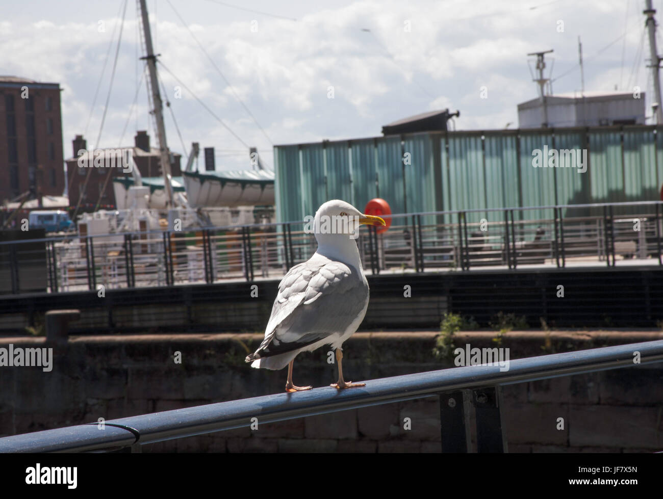 Herring Gull by the waterfront Liverpool Merseyside England Stock Photo ...