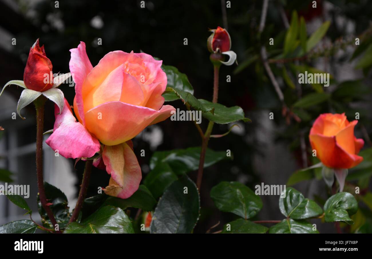 Roses in Berkeley in spring 2017, California, USA Stock Photo - Alamy