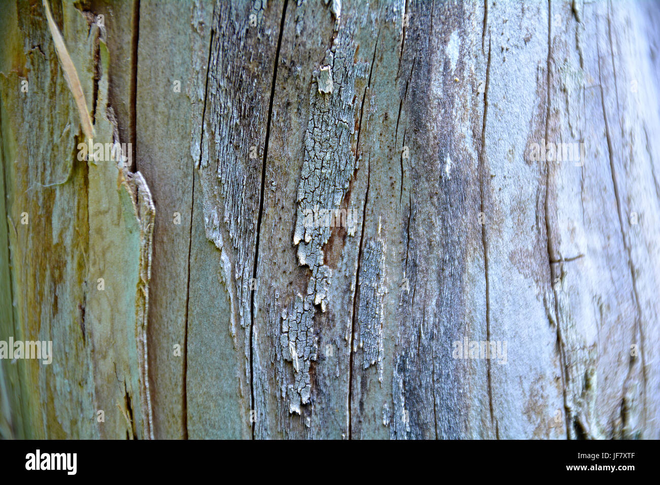 Apple Tree Bark Texture High Resolution Stock Photography and Images ...