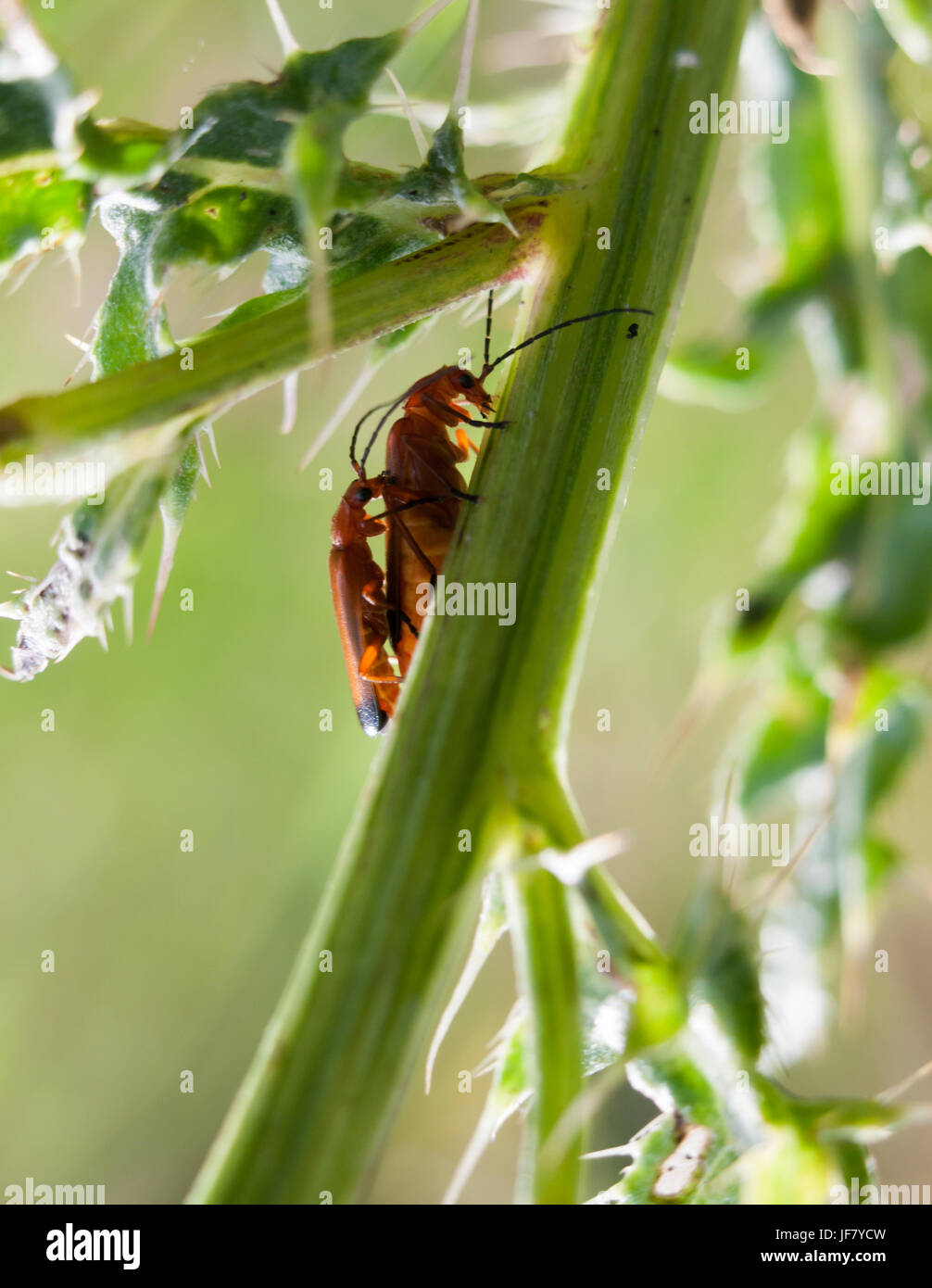 two orange red bugs on top of each other with antenna Stock Photo - Alamy