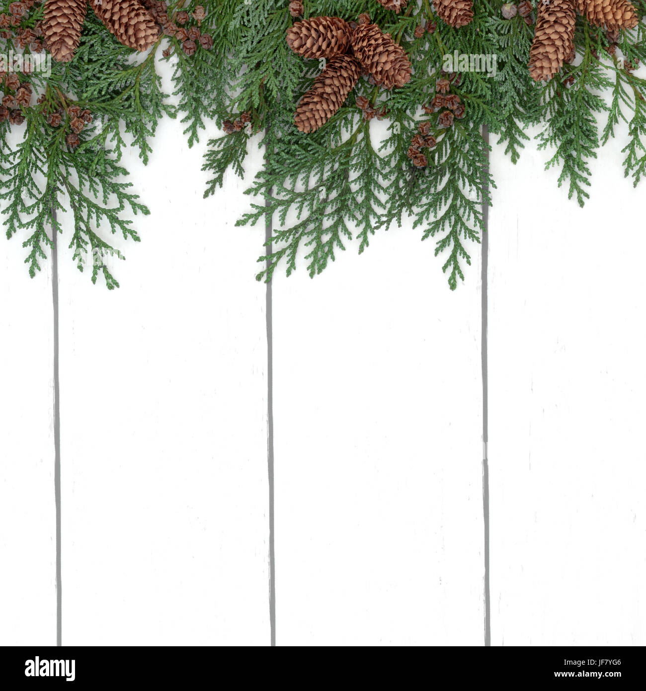Cedar cypress background border with pine cones on distressed white ...