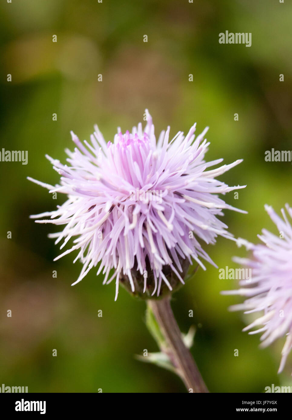 pink thistle isolated outside in a meadow in uk summer Stock Photo - Alamy
