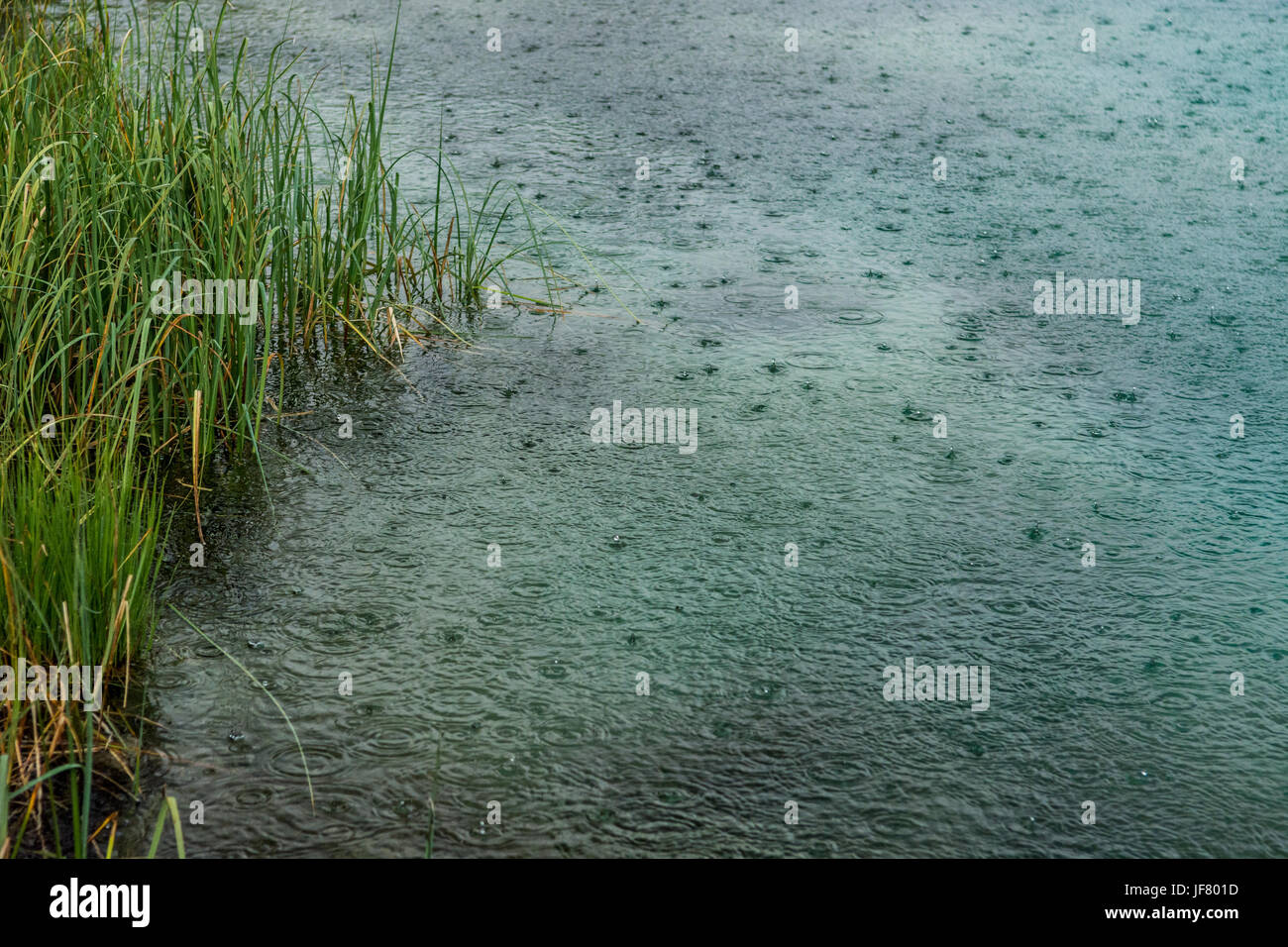 Rain drops on lake surface Stock Photo - Alamy