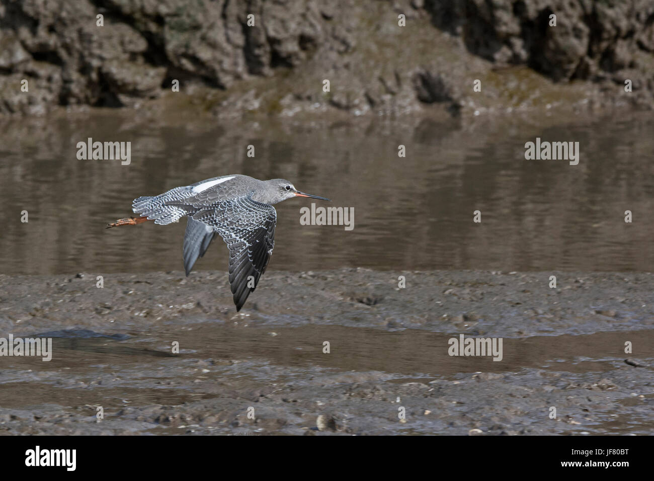 Spotted Redshank Tringa erythropus wintering along coastal creek at ...