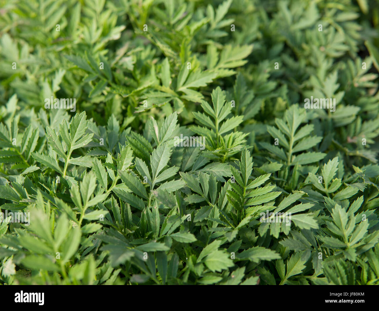 small flowers growing inside of a greenhouse Stock Photo - Alamy