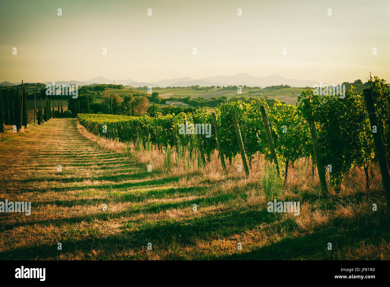 Vineyard and fields hi-res stock photography and images - Alamy