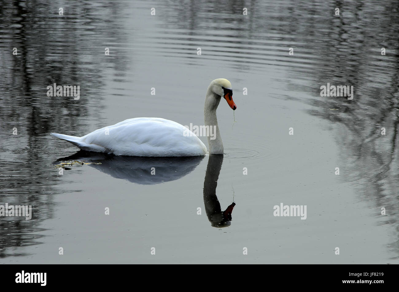 swan, reflection, water Stock Photo - Alamy