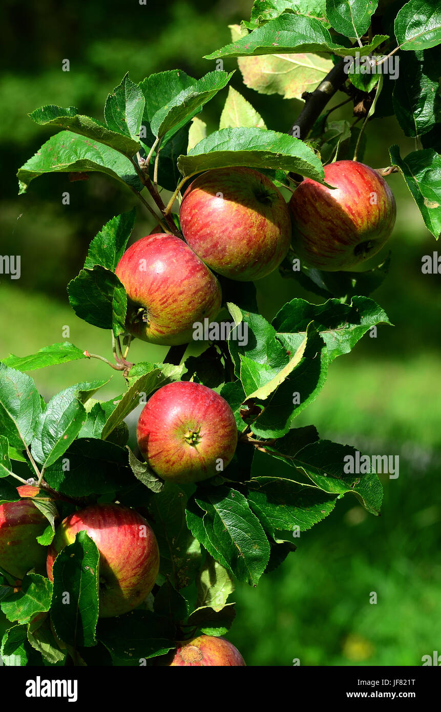 Useful tree hi-res stock photography and images - Alamy