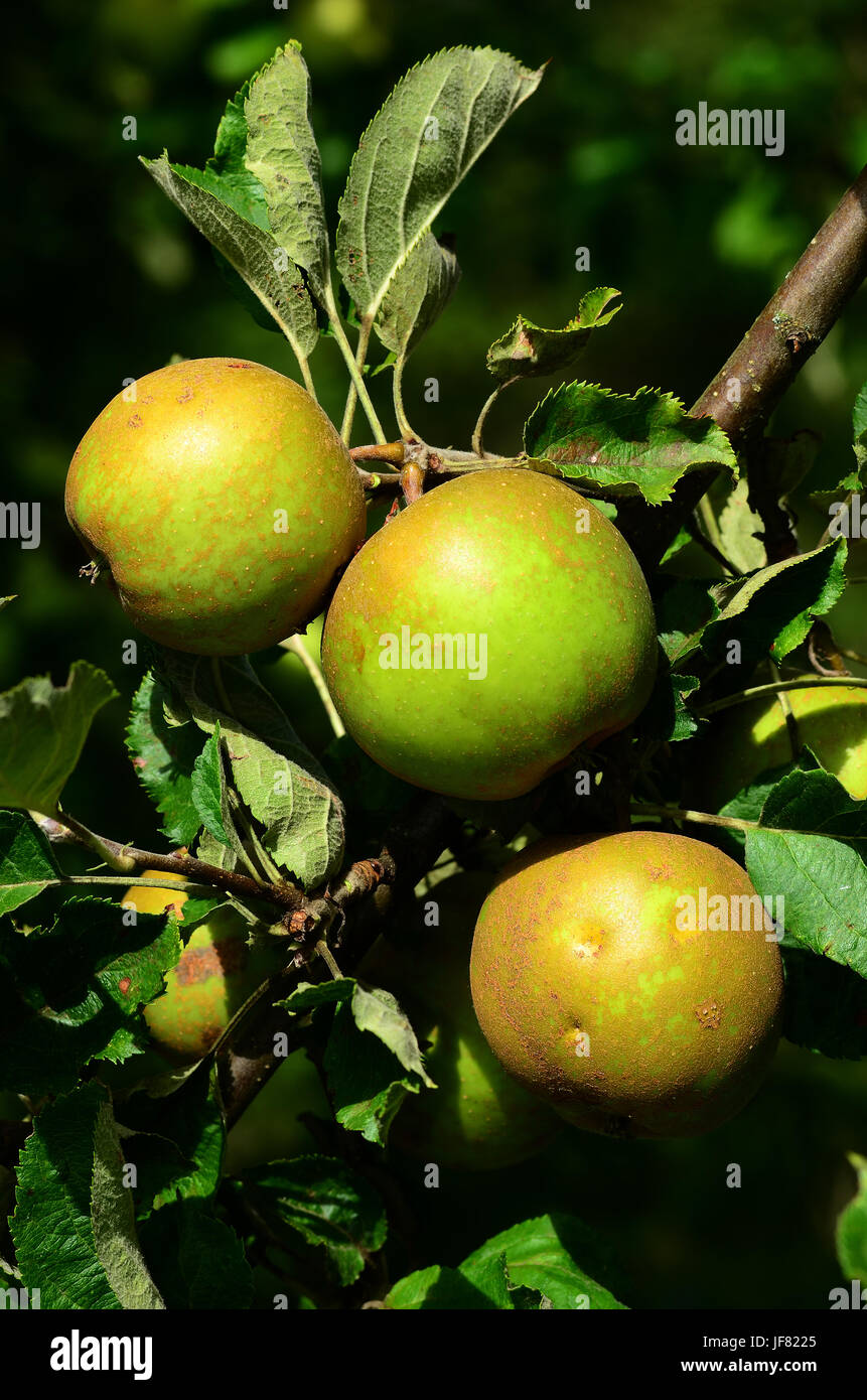 Apple fruit hi-res stock photography and images - Alamy