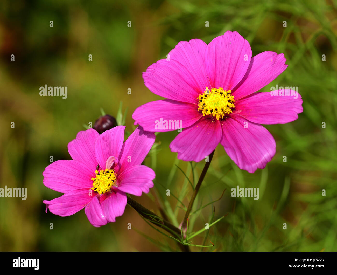garden cosmos, common cosmos, flower, blossom Stock Photo - Alamy