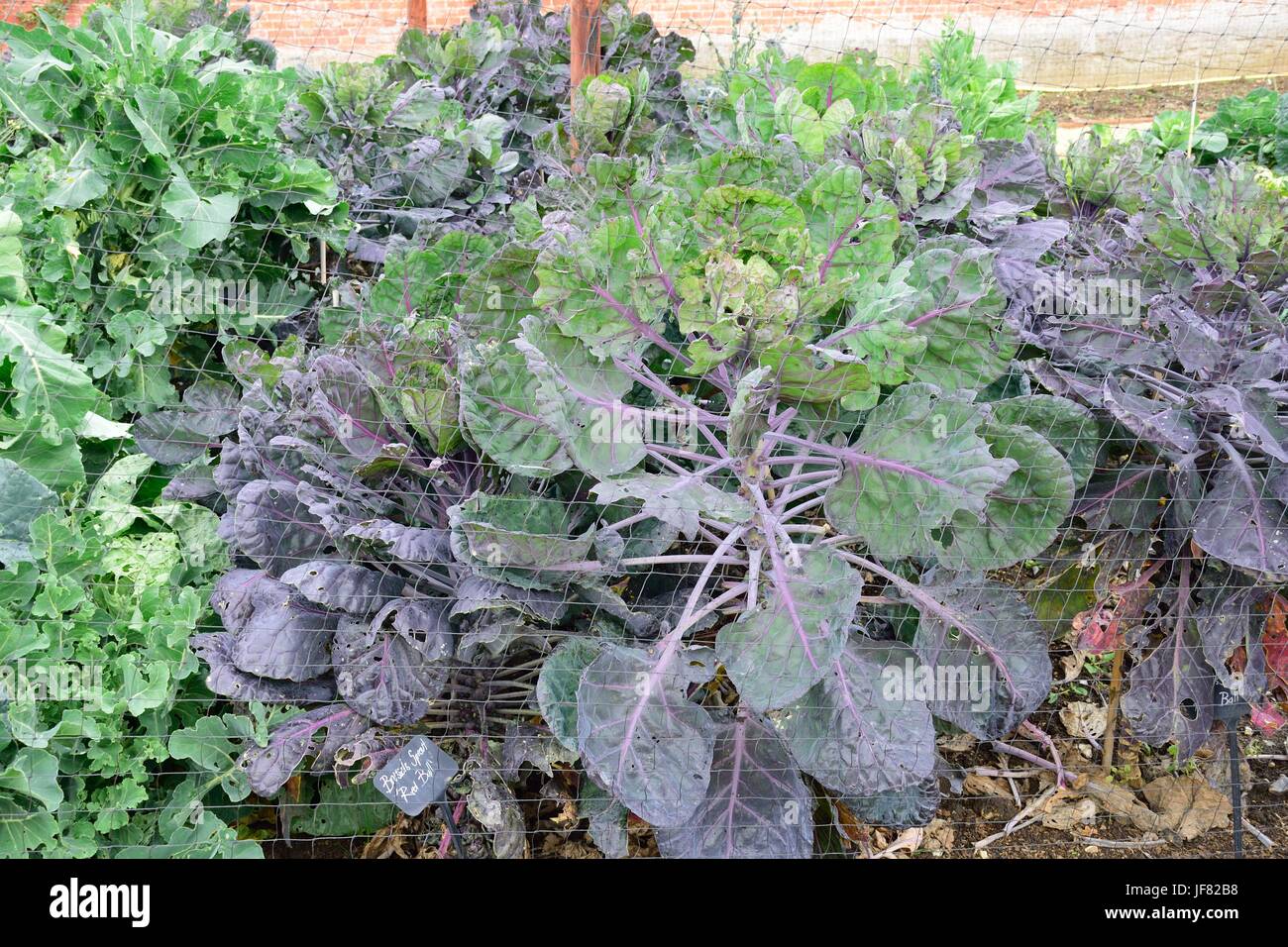 sprouts and brassicas growing Stock Photo - Alamy