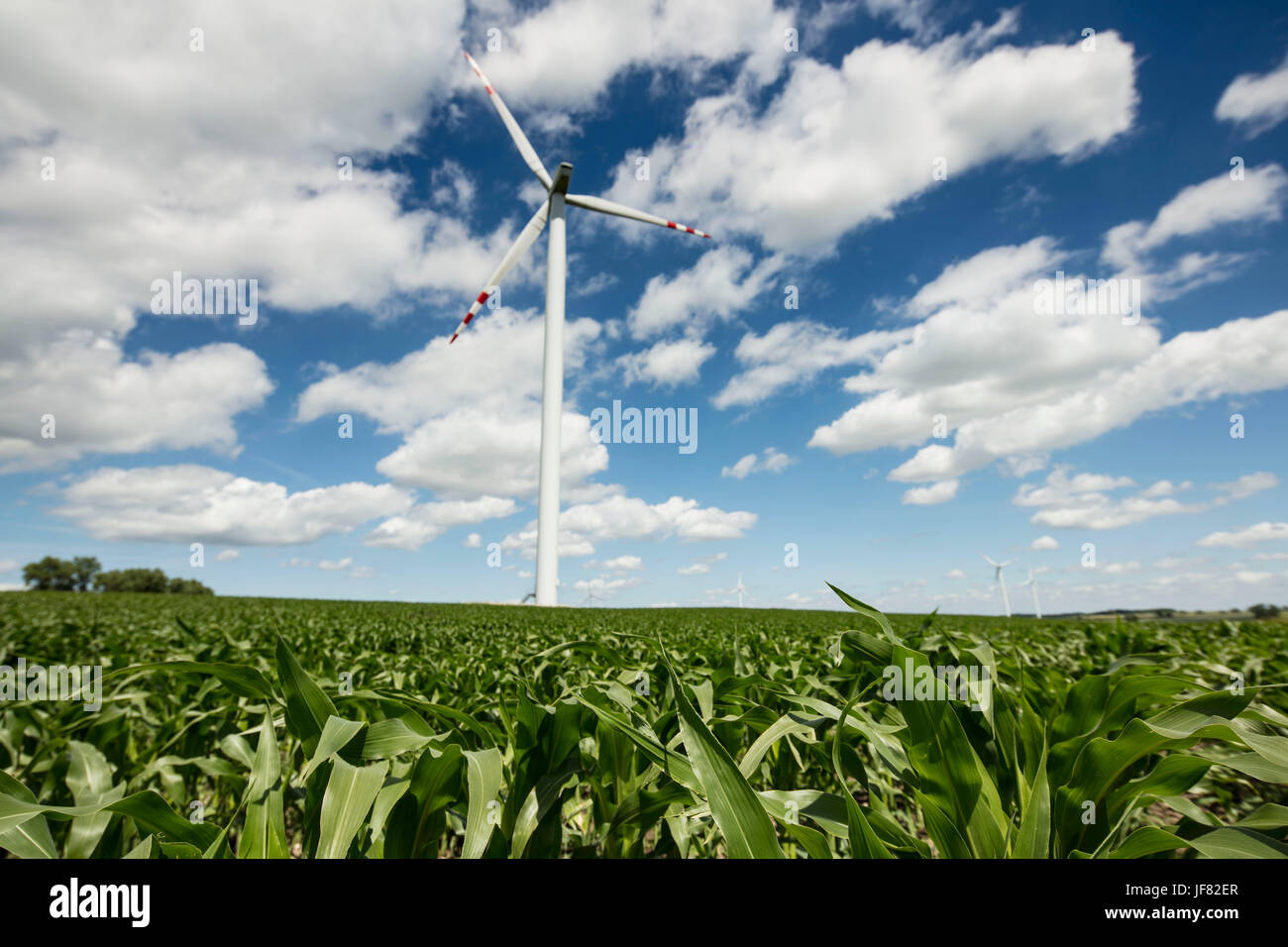 Renewable energy. Farm of wind turbines on the corn field Stock Photo ...