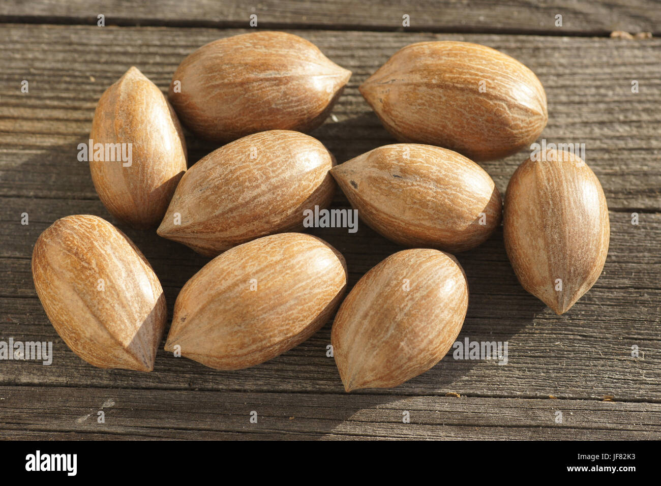 Carya illinoinensis, Pecan nut Stock Photo - Alamy