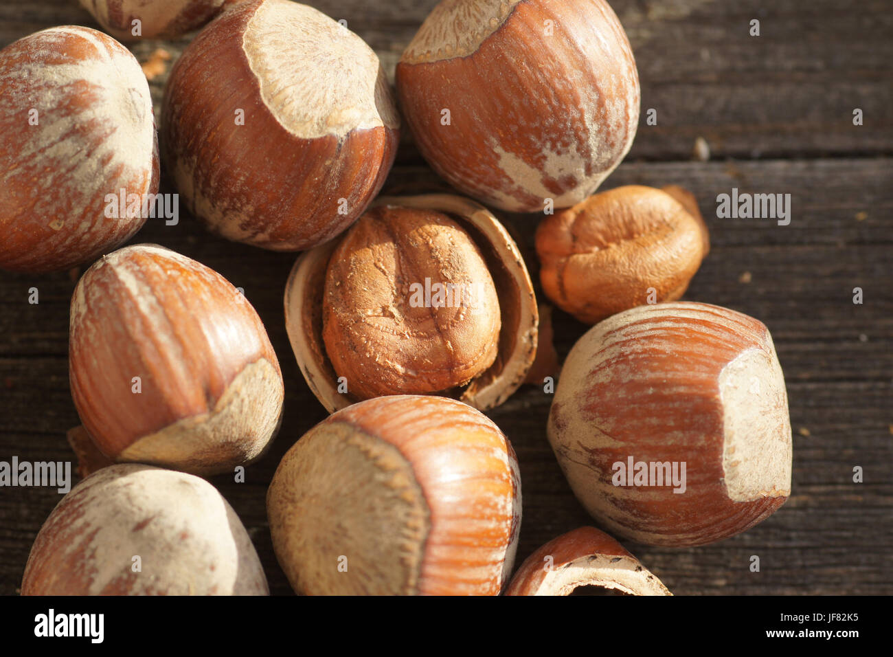 Corylus avellana, Hazel nut Stock Photo - Alamy