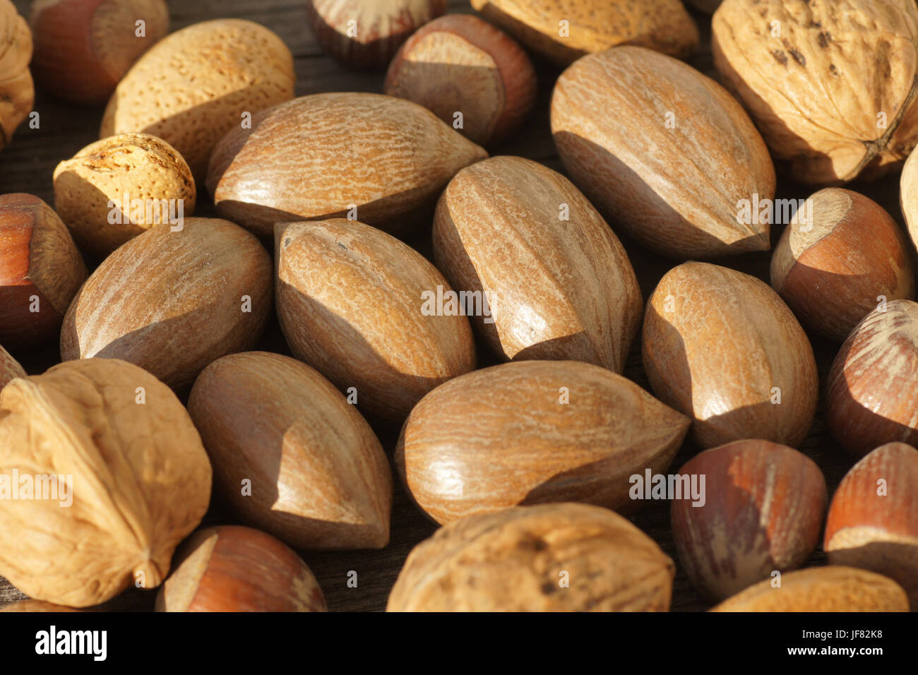 Carya illinoinensis, Pecan nut Stock Photo - Alamy