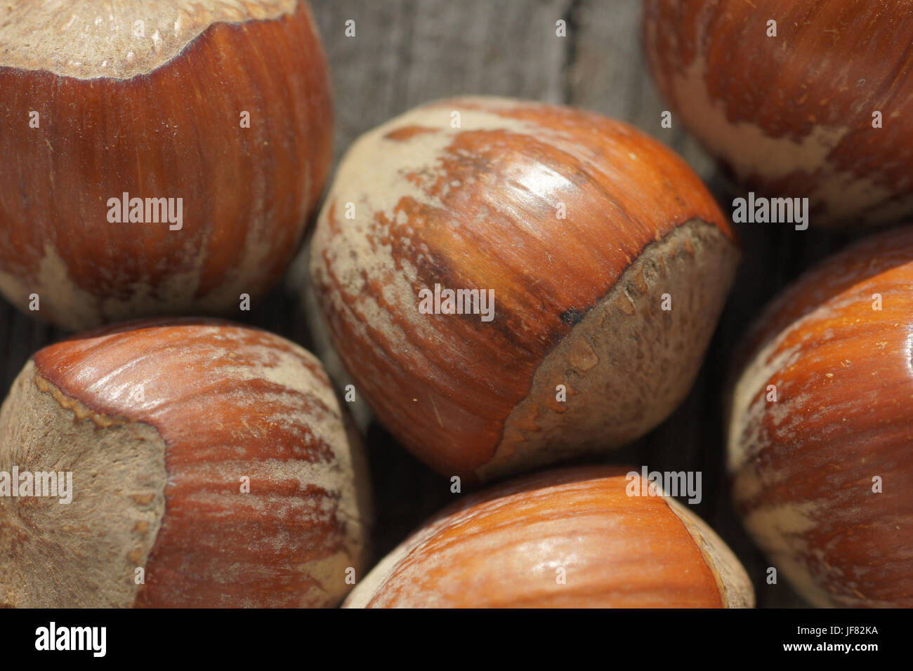 Corylus avellana, Hazel nut Stock Photo - Alamy