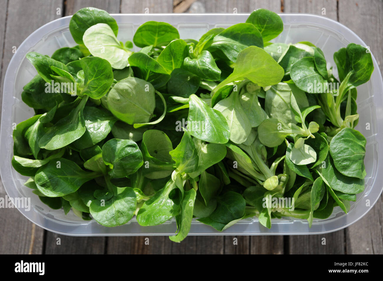 Valerianella seed hi-res stock photography and images - Alamy