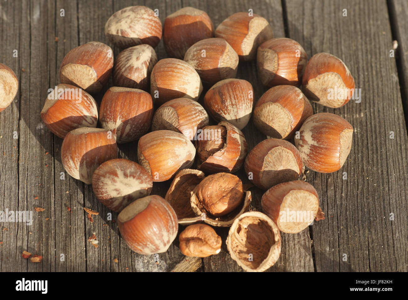 Corylus avellana, Hazel nut Stock Photo - Alamy