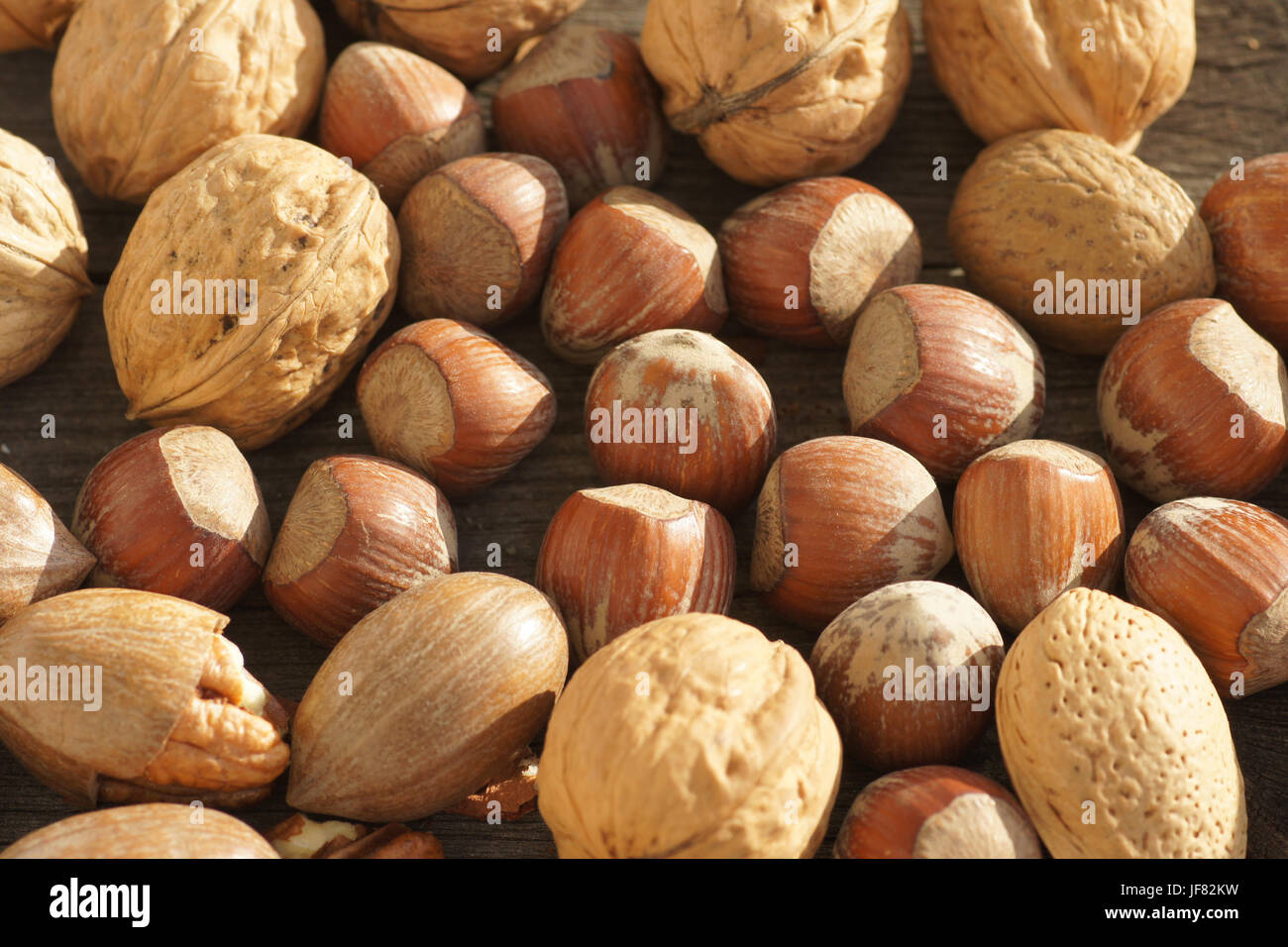 Corylus avellana, Hazel nut Stock Photo - Alamy