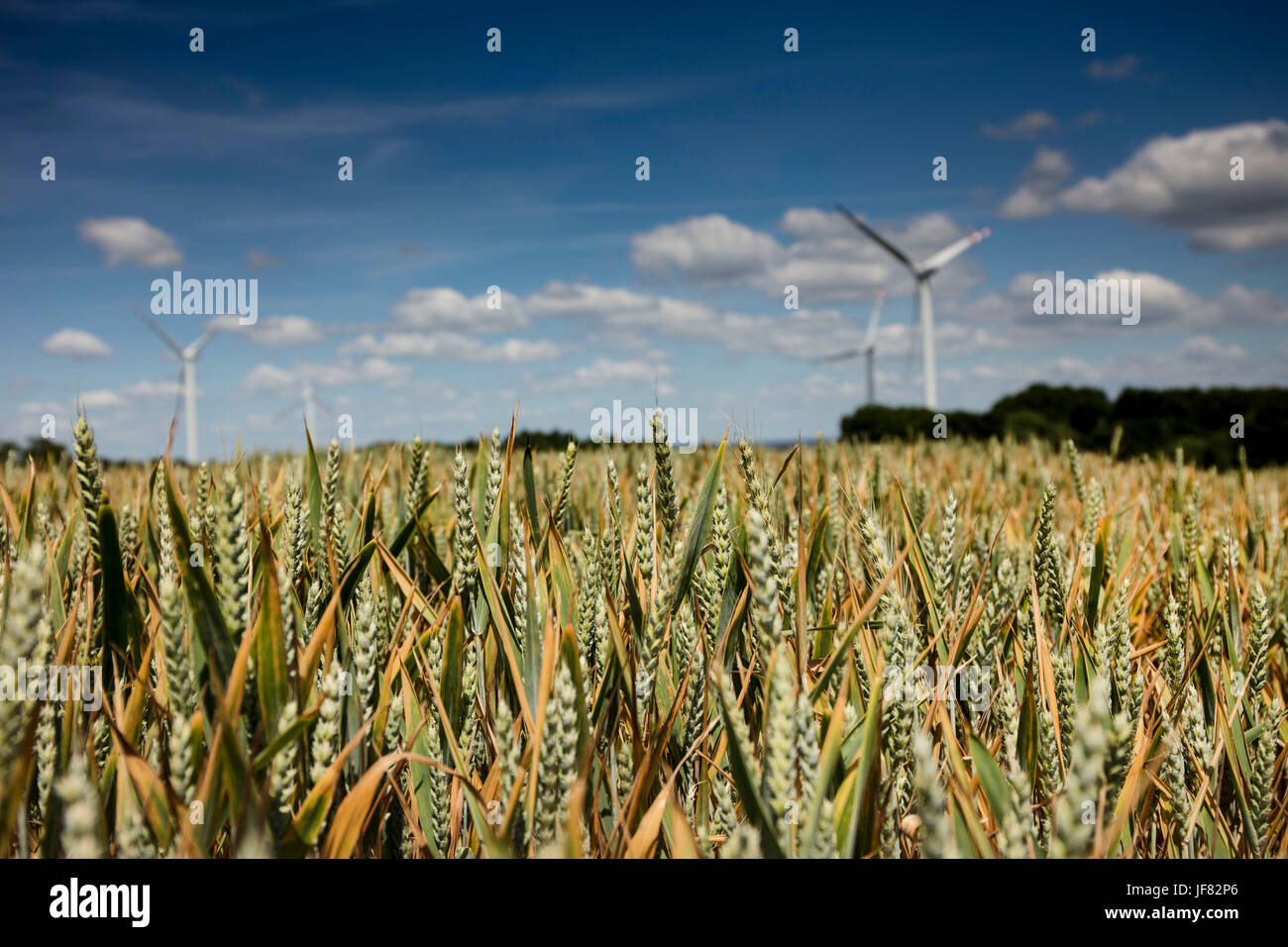 Renewable energy. Farm of wind turbines on the corn field Stock Photo ...