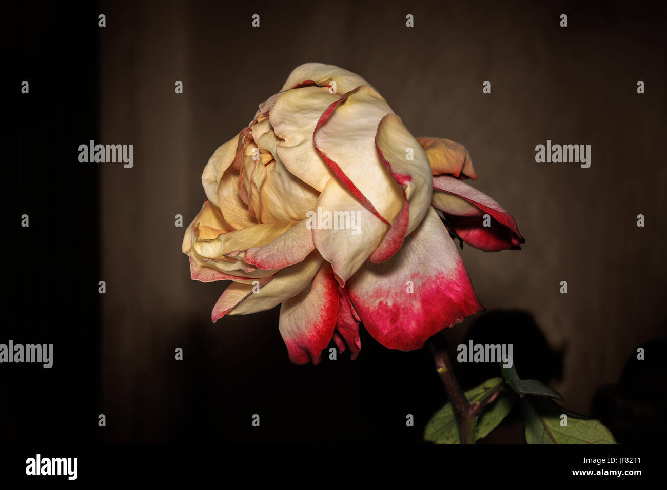 Faded pale Rose Stock Photo - Alamy