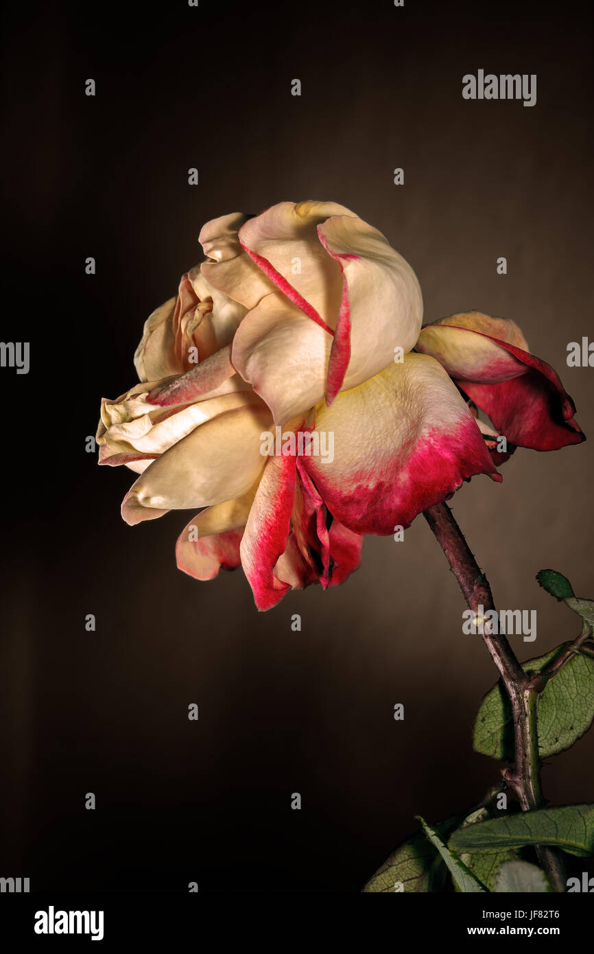 Faded forgotten hi-res stock photography and images - Alamy