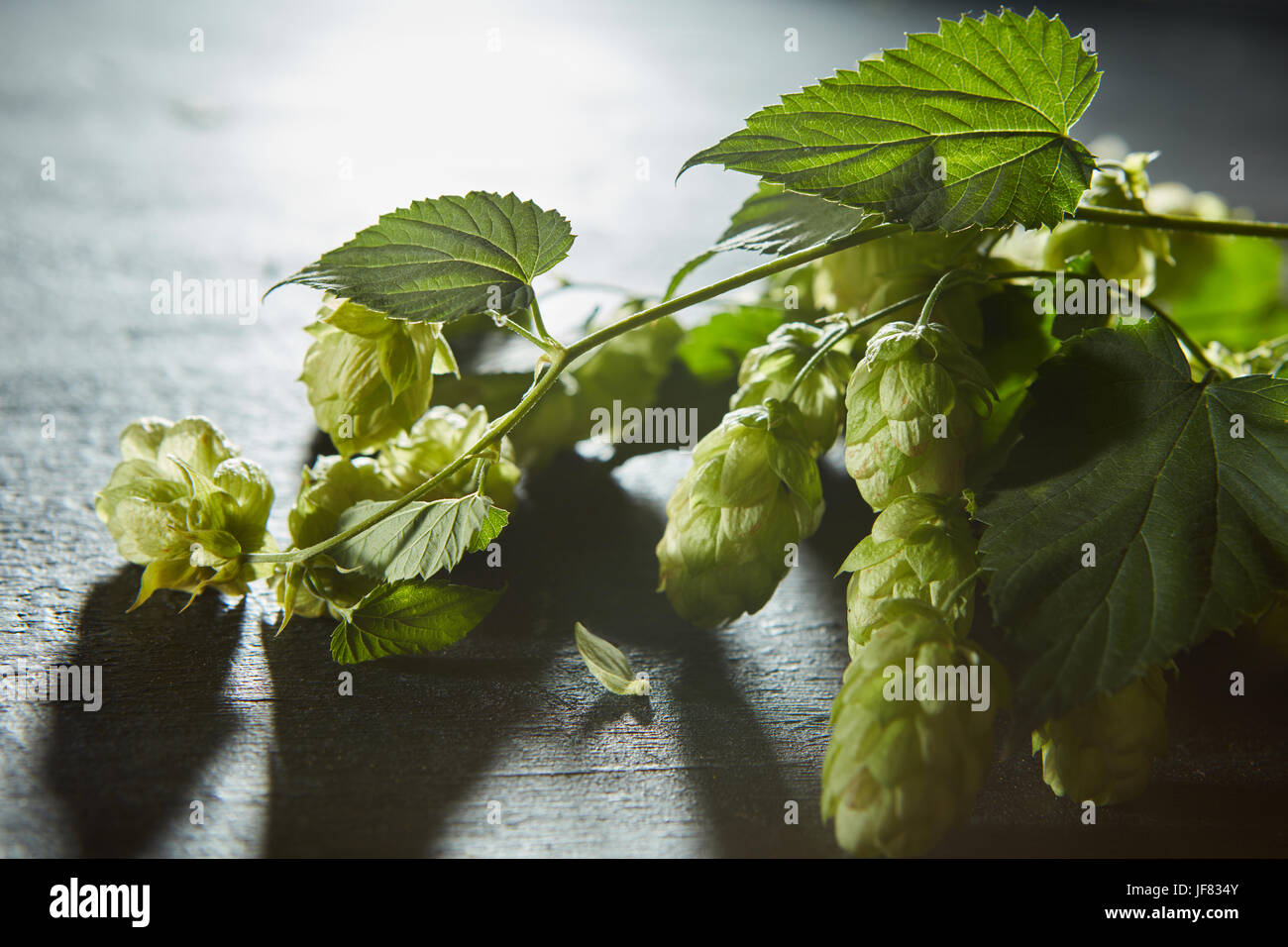 Hop cones and leaves. Fresh green background Stock Photo - Alamy