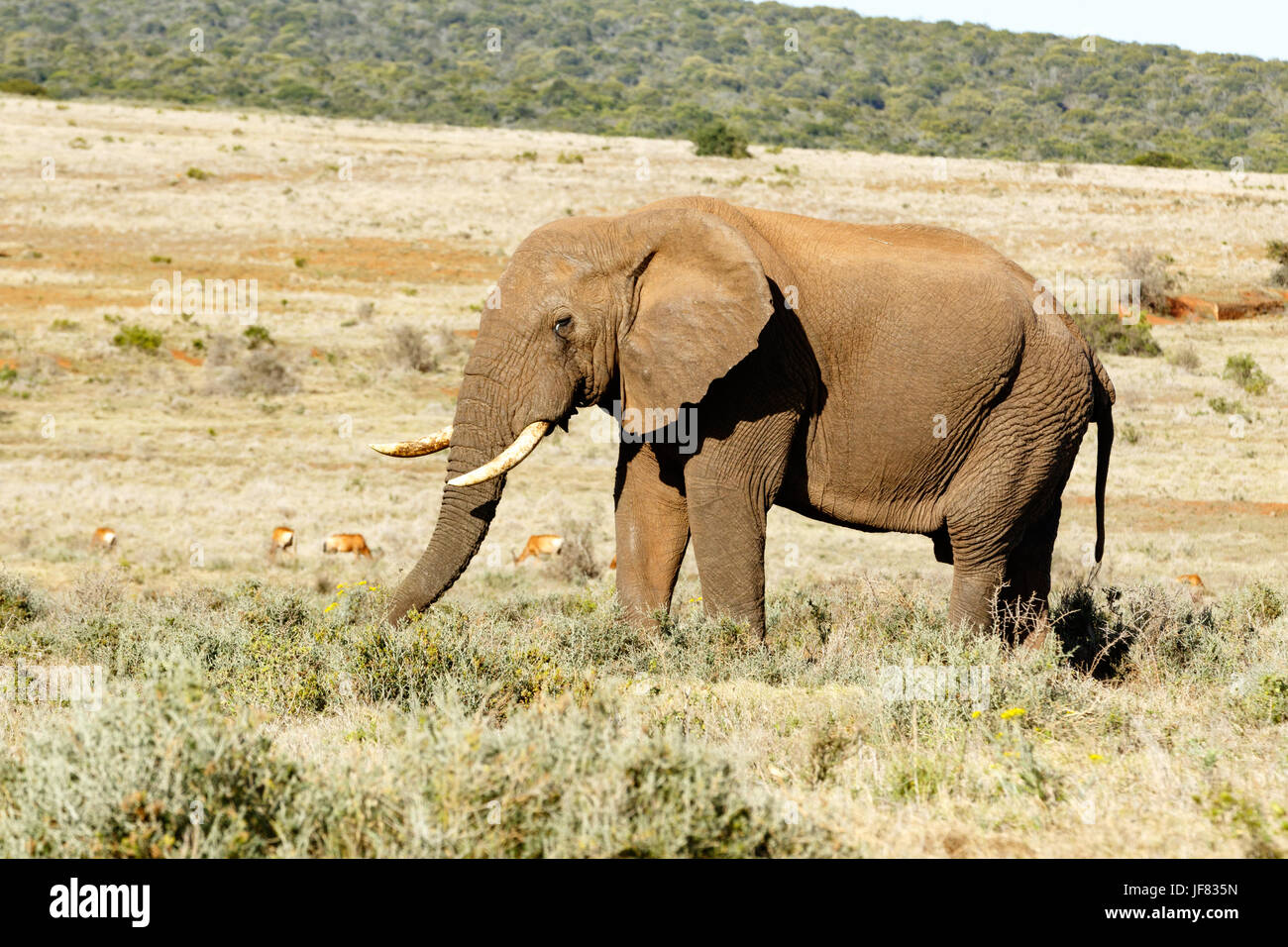 African Elephant standing in a filed Stock Photo - Alamy