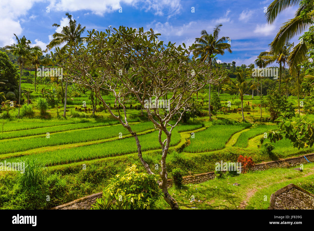 Rice fields - Bali island Indonesia Stock Photo - Alamy