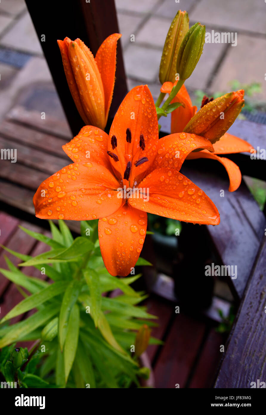 Orange lilly flower hi-res stock photography and images - Alamy