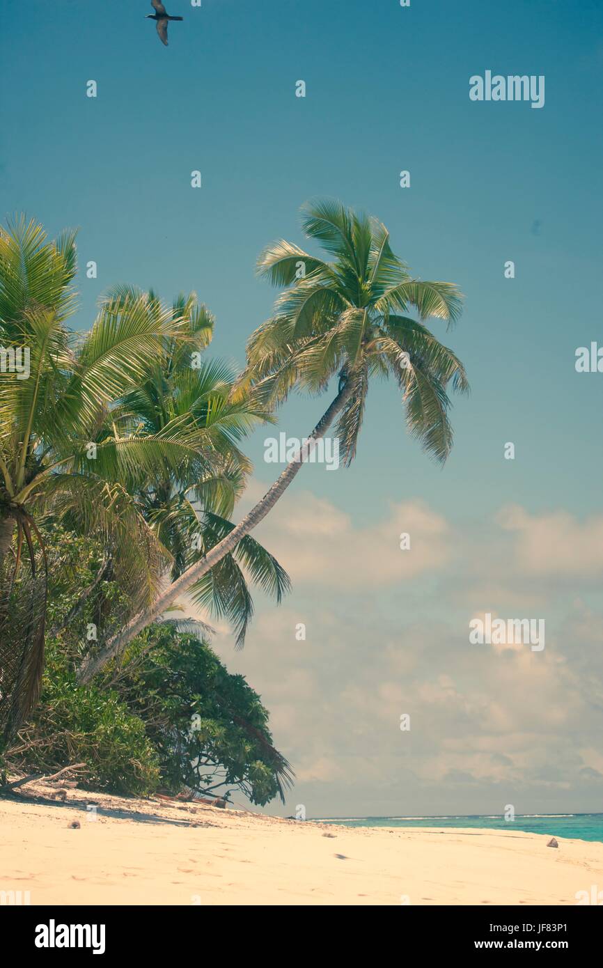 Palmtrees at the Fiji-Islands Stock Photo - Alamy