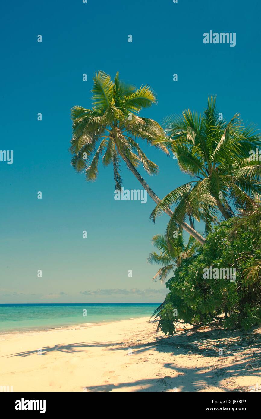Palmtrees at the Fiji-Islands Stock Photo - Alamy