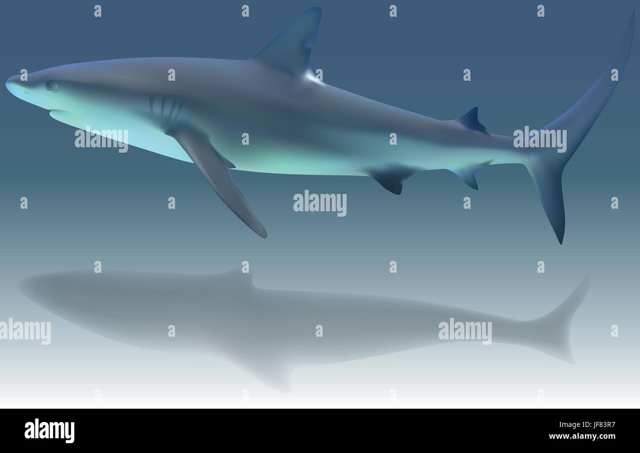 Caribbean Reef Shark Stock Vector Image & Art - Alamy