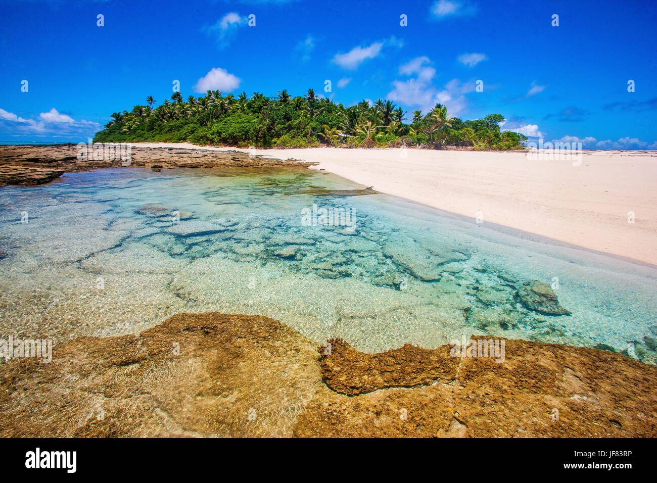Red-footed Booby (Sula sula), Fiji Islands, Oceania Stock Photo - Alamy