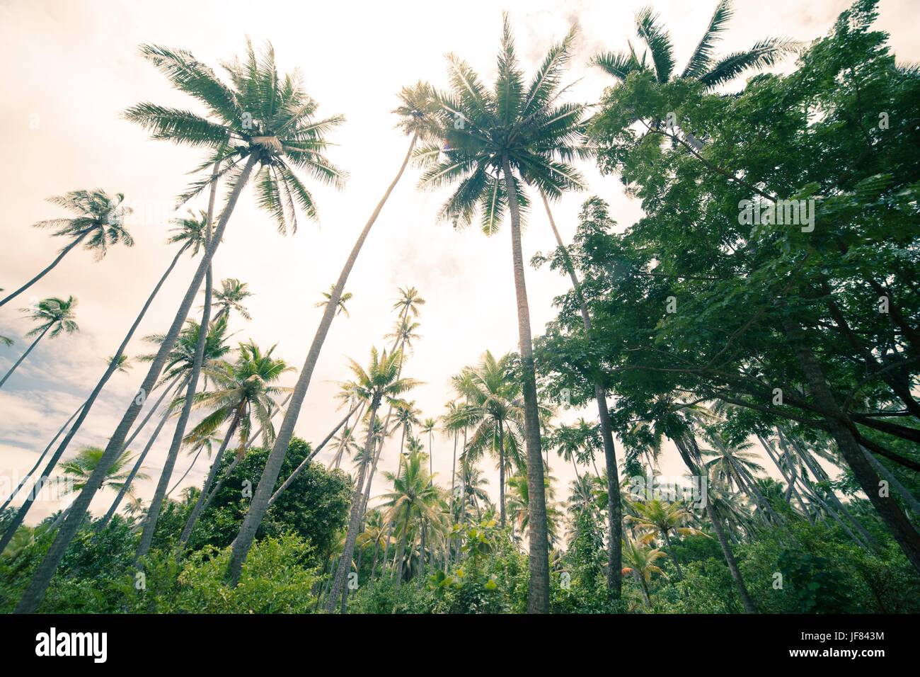 Palm Trees in Ko Samui, Thailand Stock Photo - Alamy