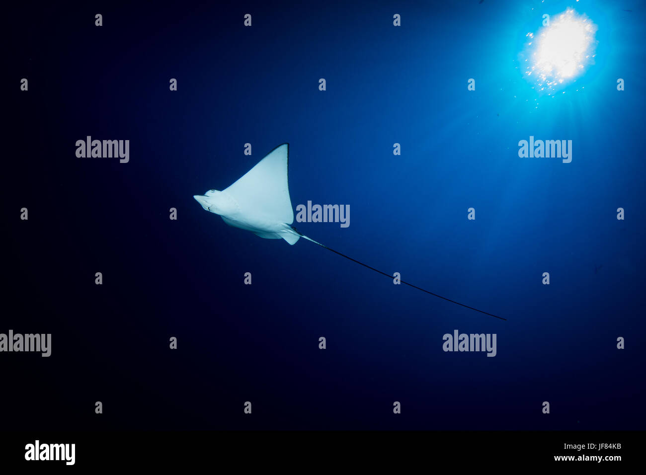 Spotted Eagle Ray - Aetobatus ocellatus - swimming in the blue. Taken ...