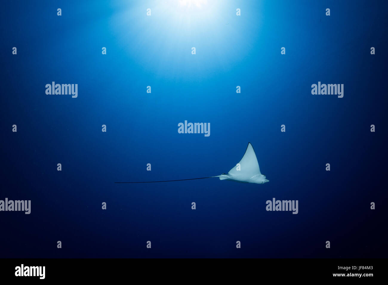 Spotted Eagle Ray - Aetobatus ocellatus - swimming in the blue. Taken ...